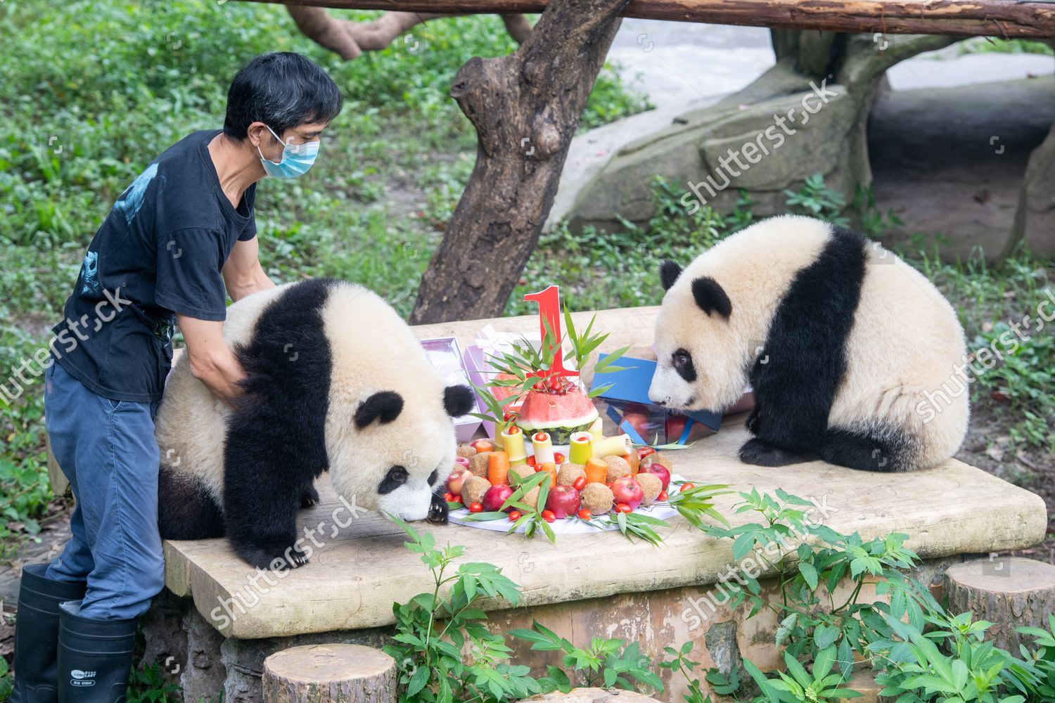 Giant Pandas Play During Their Birthday Editorial Stock Photo - Stock ...