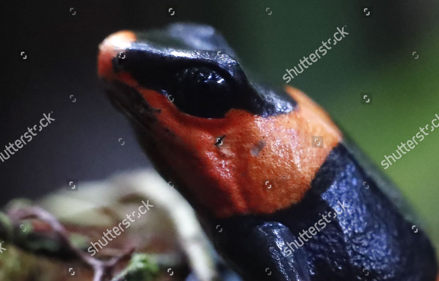 Oophaga Lehmanni Frog After Being Released Editorial Stock Photo ...