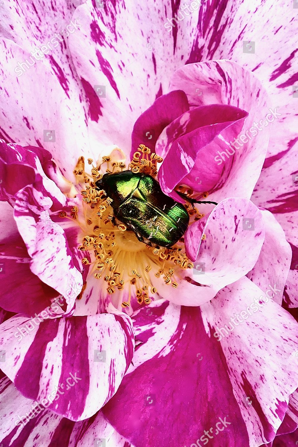 European Rose Schafer Beetle Nestled Amongst Editorial Stock Photo ...