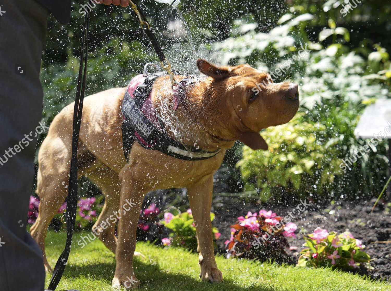 Ted Explosives Sniffer Dog Has Bottle Editorial Stock Photo - Stock ...