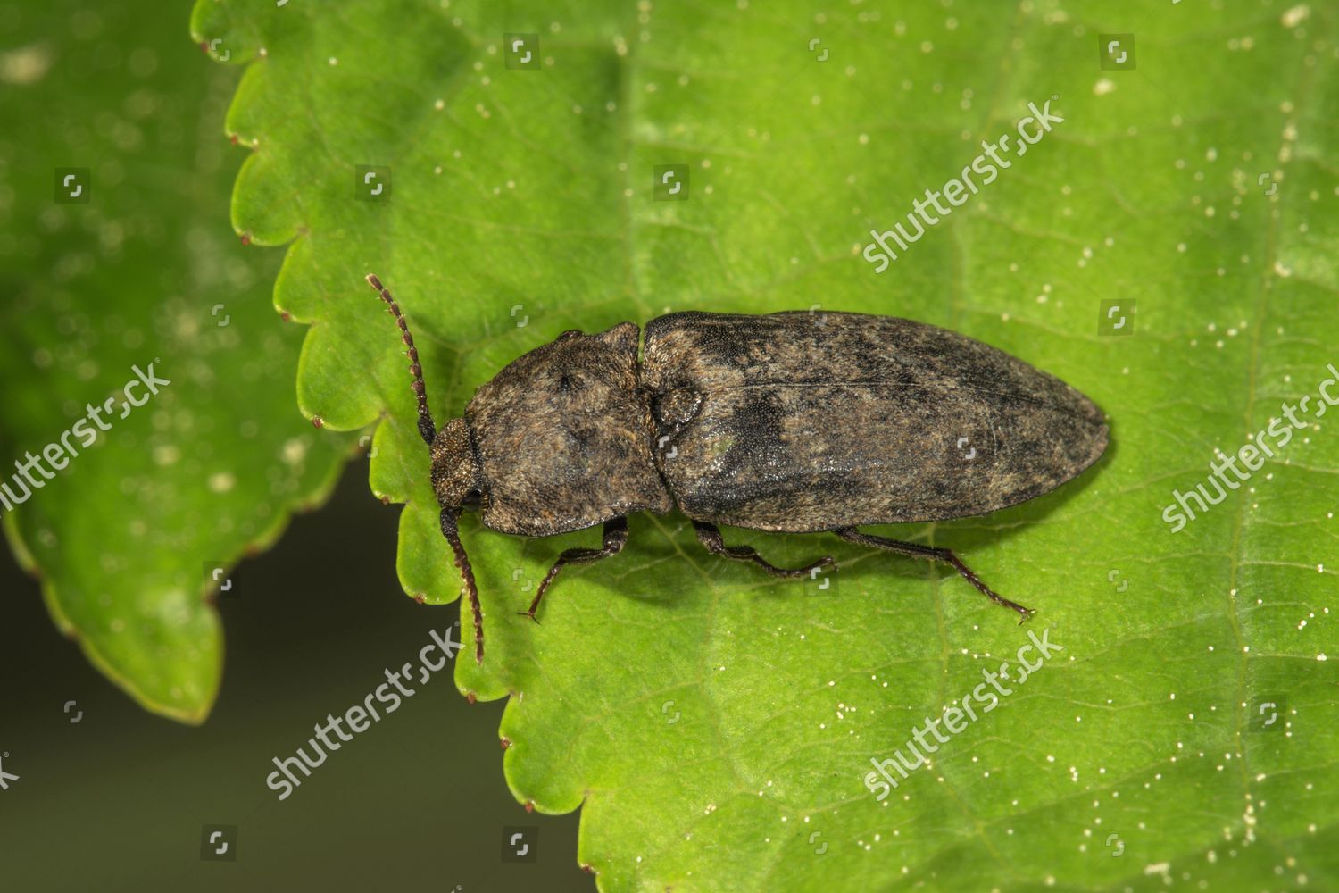 Mouse Grey Click Beetle Adelocera Murina Editorial Stock Photo - Stock ...