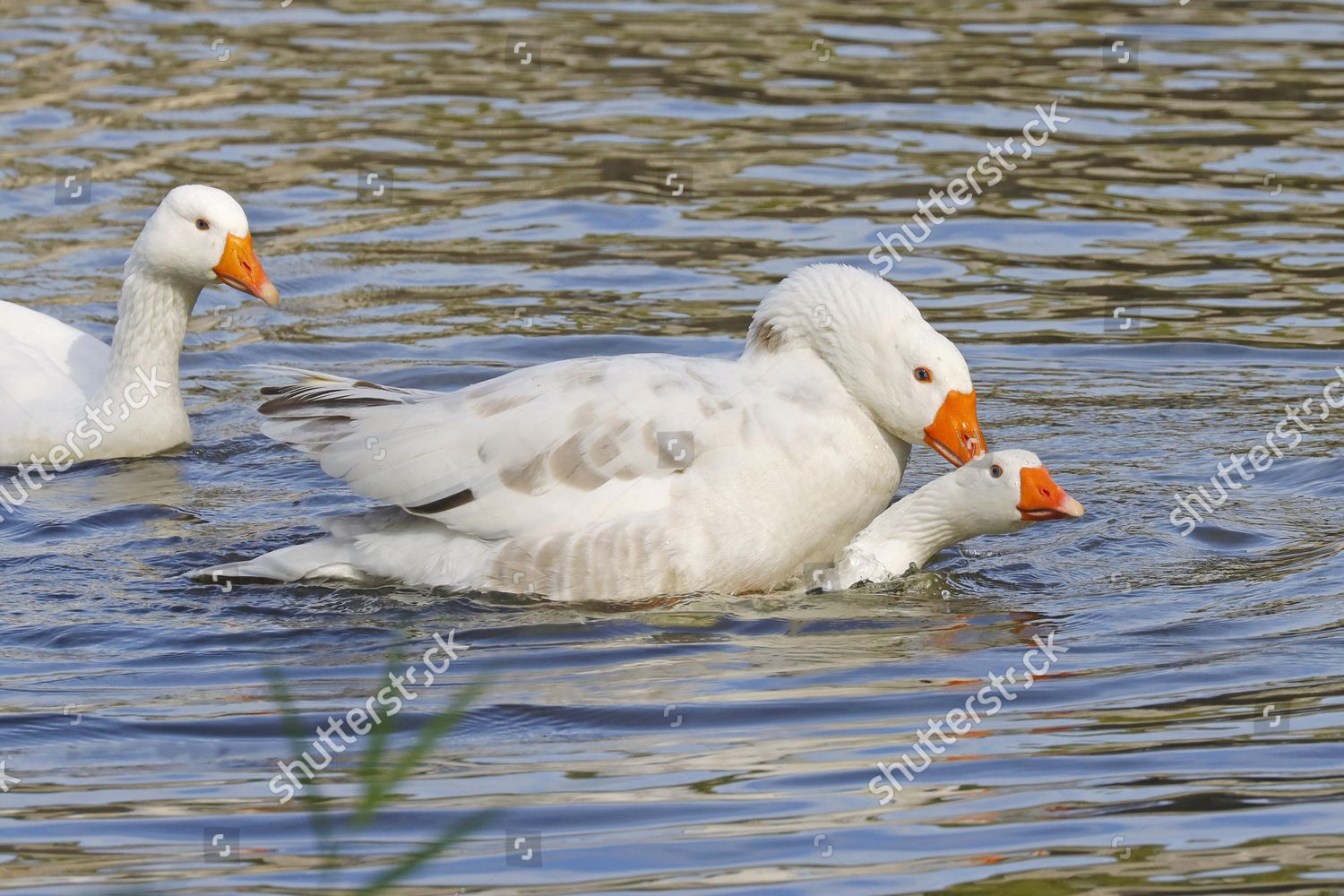 Domestic Goose Anser Anser Domesticus Mating Editorial Stock Photo ...