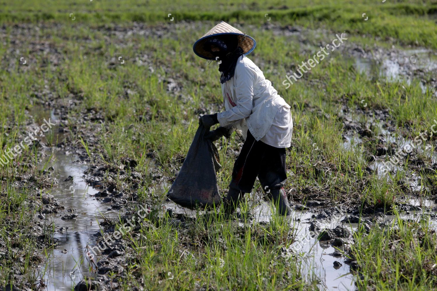 Farmer Spreads Fertilizer On Rice Field Editorial Stock Photo - Stock ...