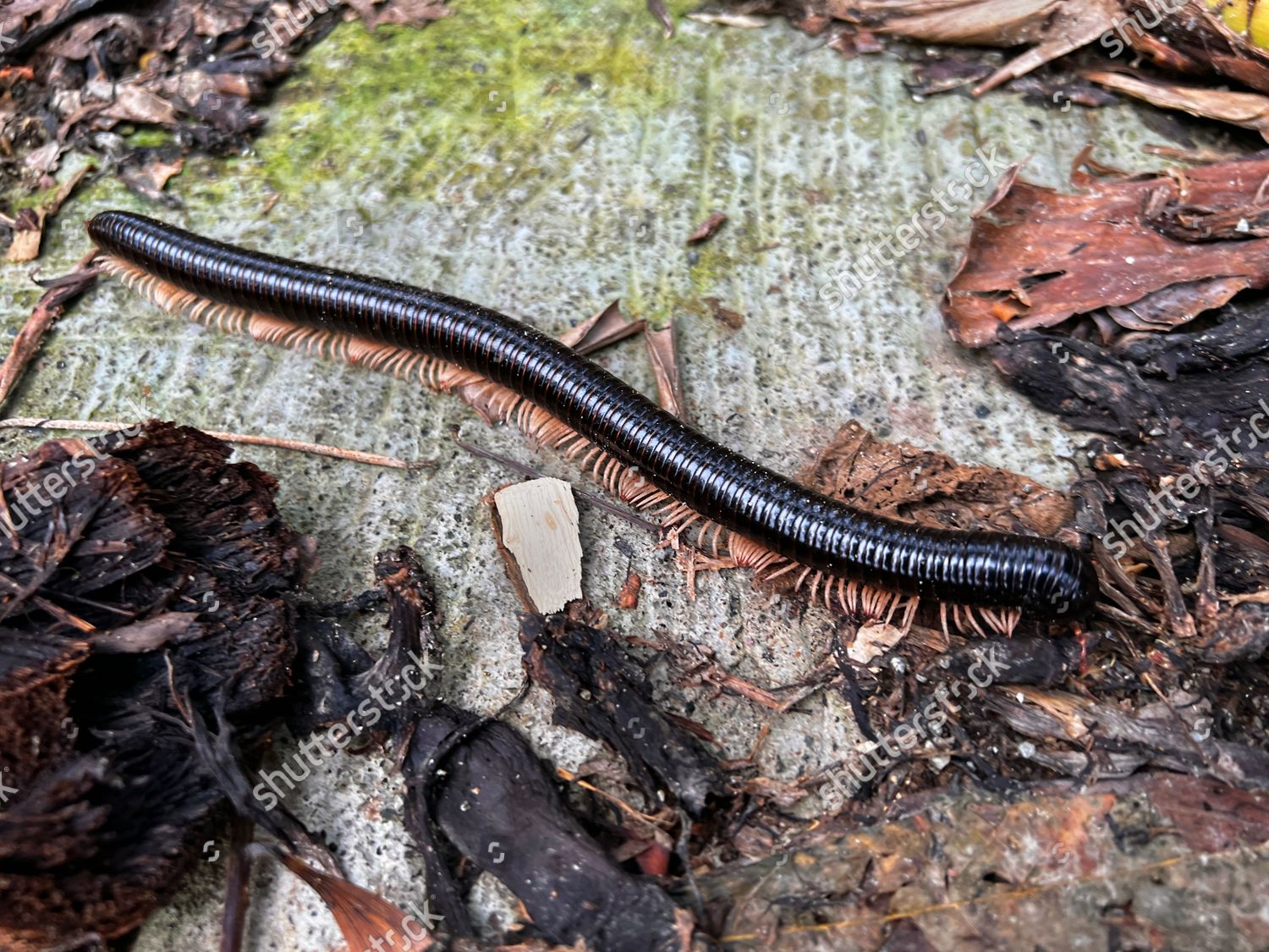 Giant Millipede Ooruttambalam Kerala India On Editorial Stock Photo ...