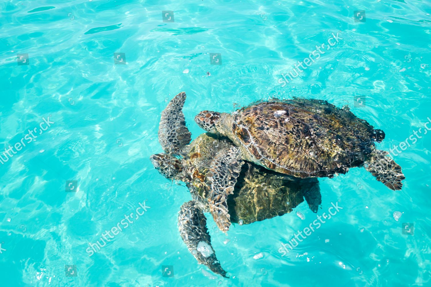 Sea Turtles Seen Redang Island Terengganu Editorial Stock Photo - Stock ...