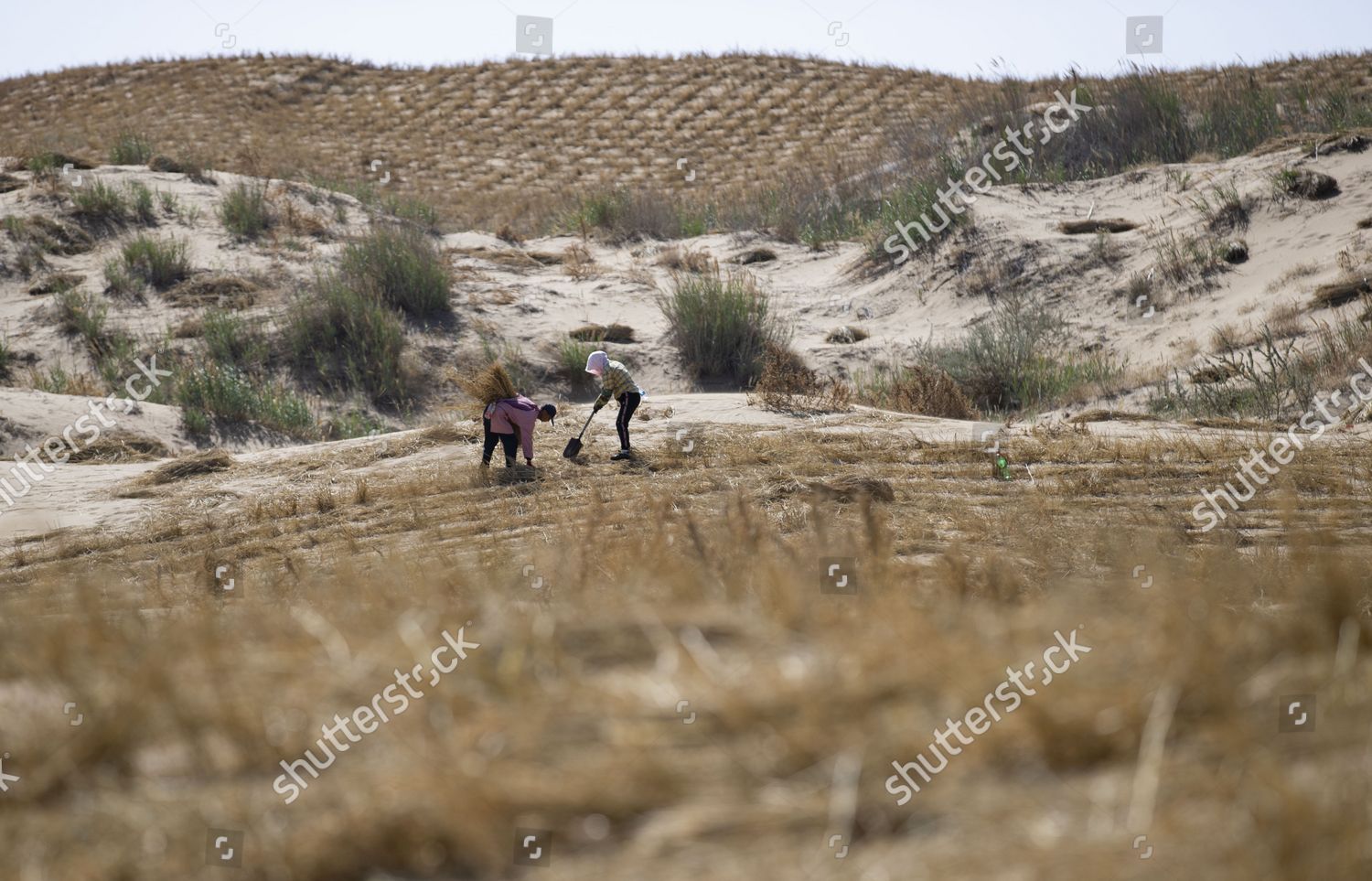 Sand Control Workers Make Straw Checkerboard Editorial Stock Photo ...
