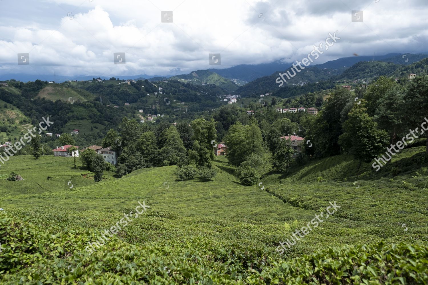 Tea Plants Grow Tea Plantation Trabzon Editorial Stock Photo - Stock ...