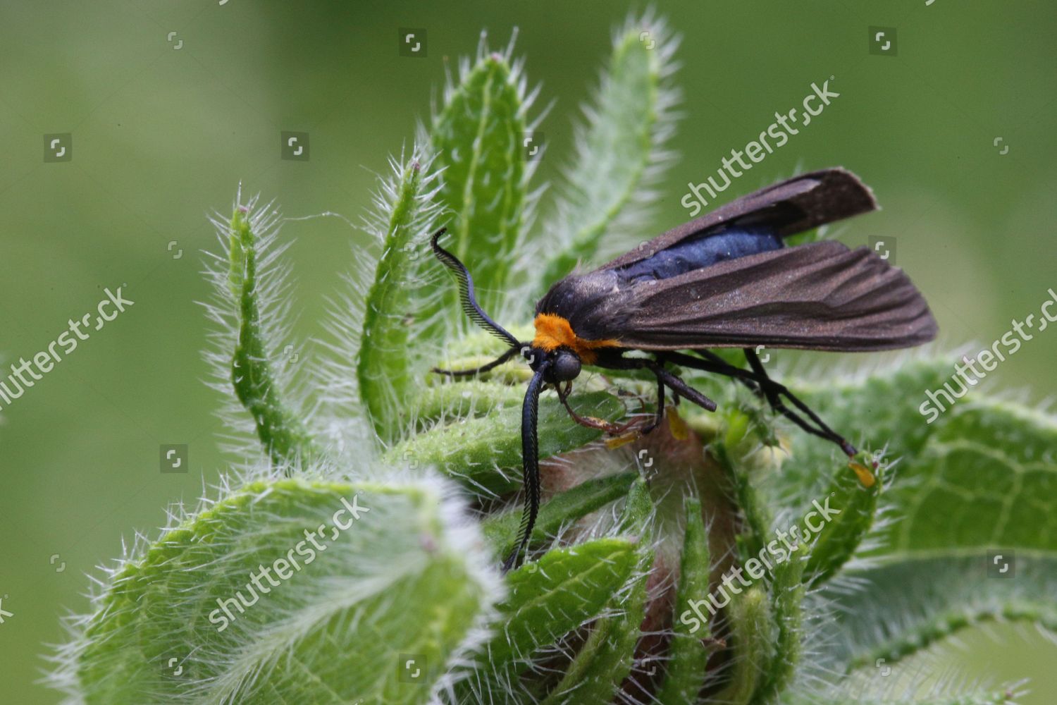 Virginia Ctenucha Moth Ctenucha Virginica Markham Editorial Stock Photo ...