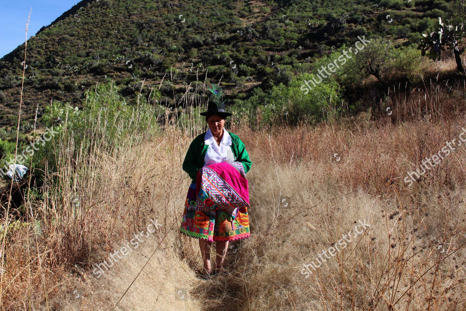 Silvia Moran Works Her Avocado Fields Editorial Stock Photo - Stock ...