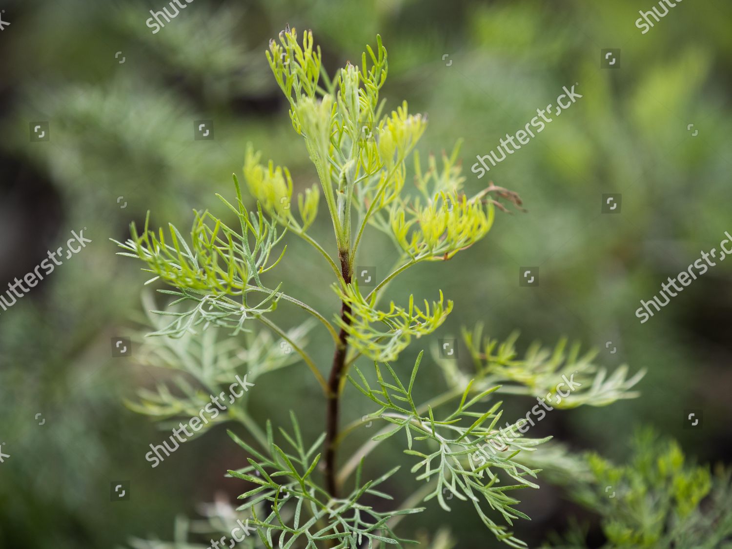 Mountain Rue Artemisia Abrotanum Cola Herb Editorial Stock Photo ...