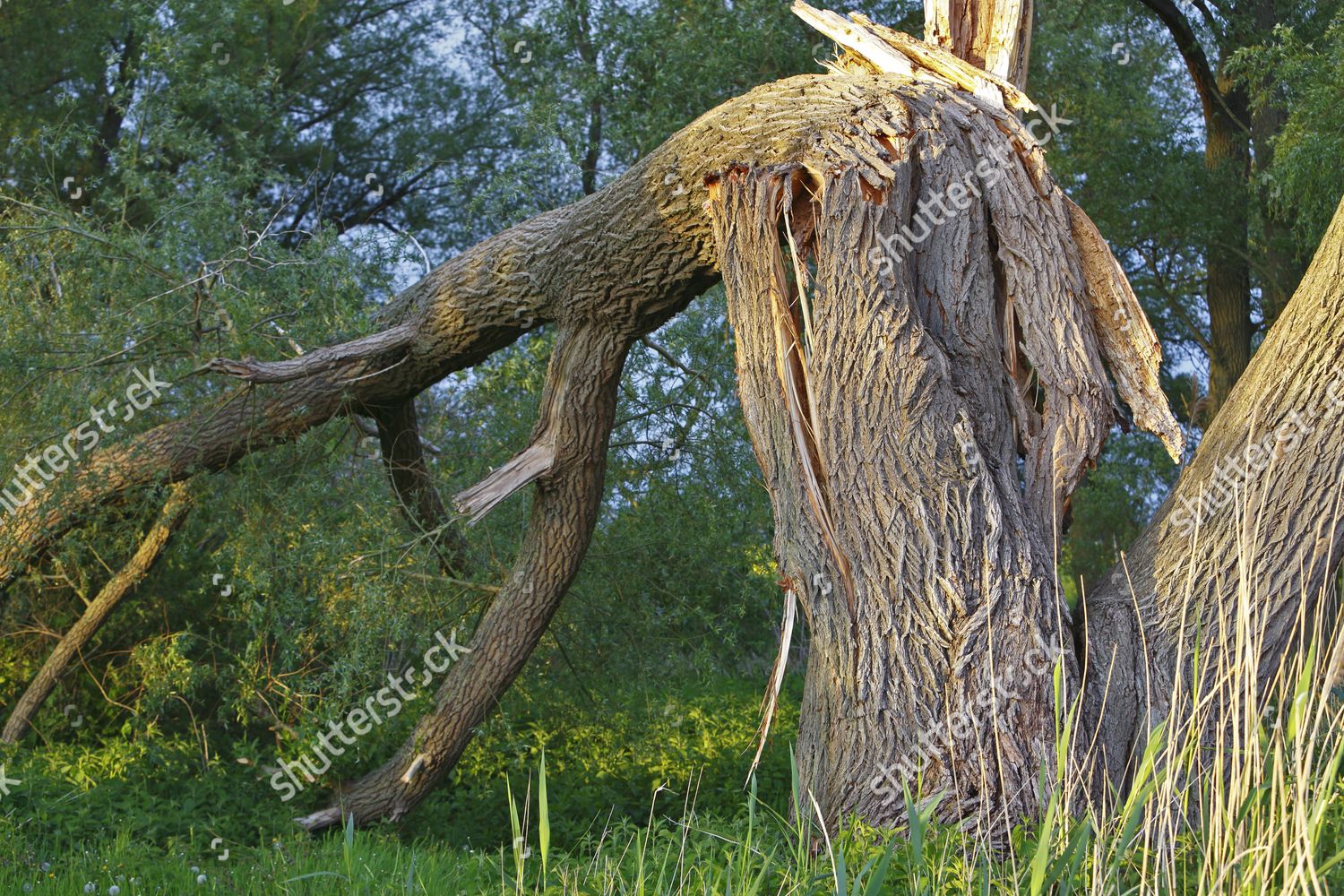 Fallen Tree Storm Damage Peene Valley Editorial Stock Photo - Stock ...