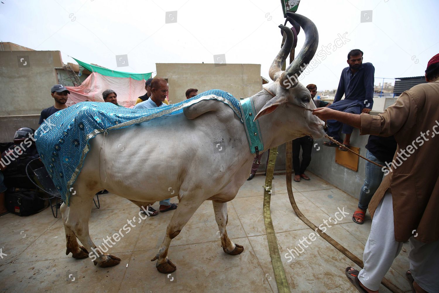 People Use Crane Load Sacrificial Animals Editorial Stock Photo - Stock ...