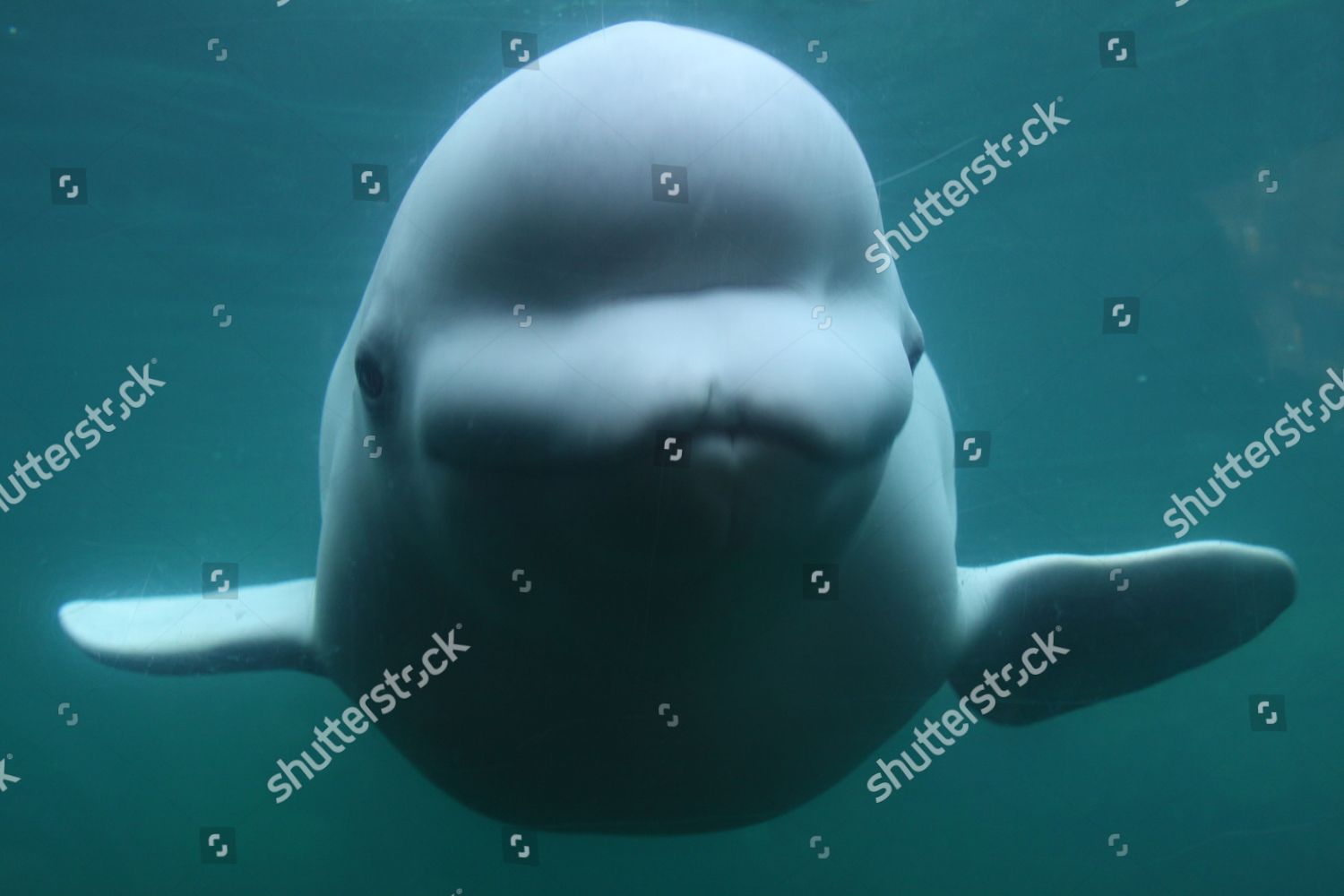 Inquisitive Beluga Whale Juno Swims Close Editorial Stock Photo - Stock ...