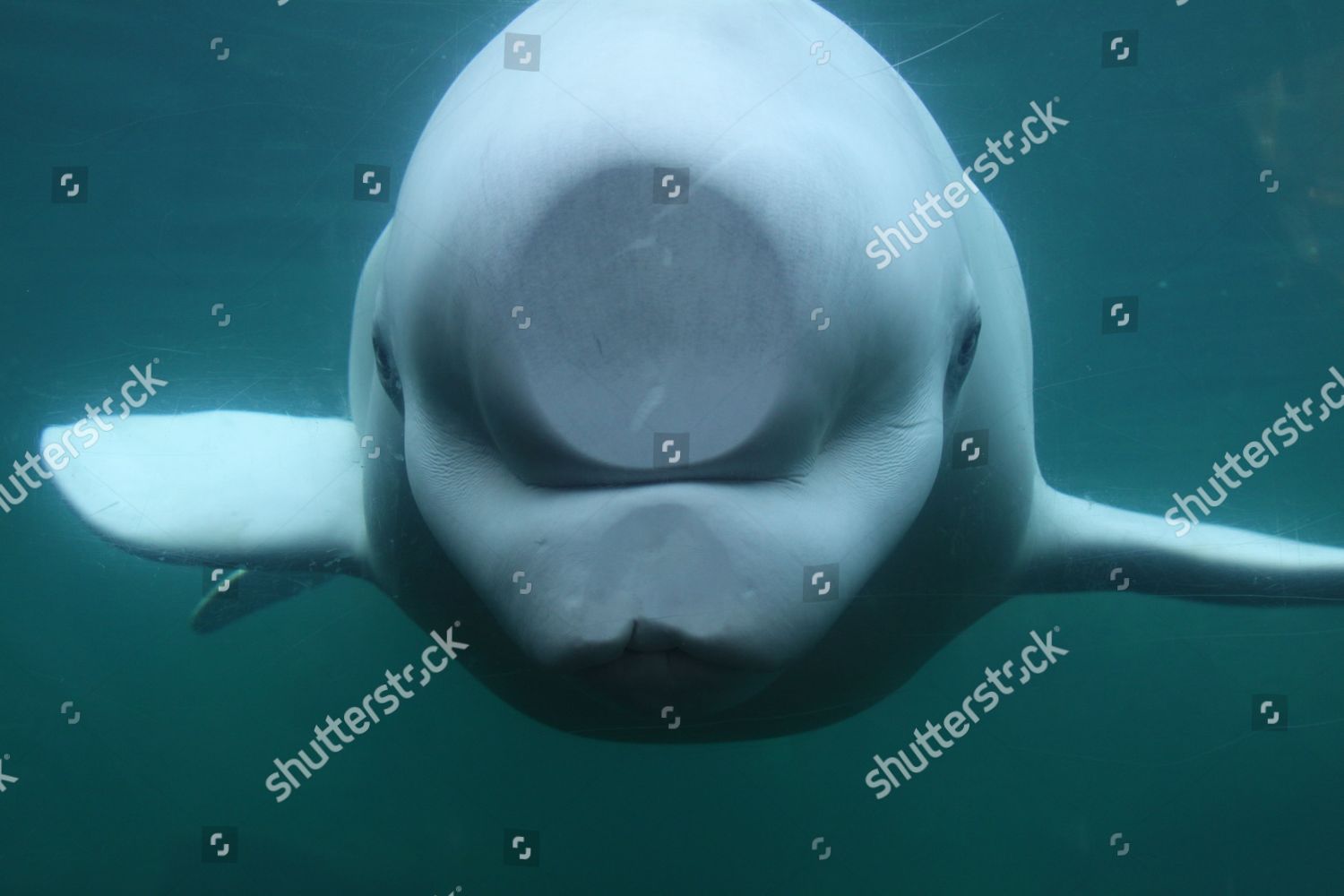 Inquisitive Beluga Whale Juno Squashes His Editorial Stock Photo ...