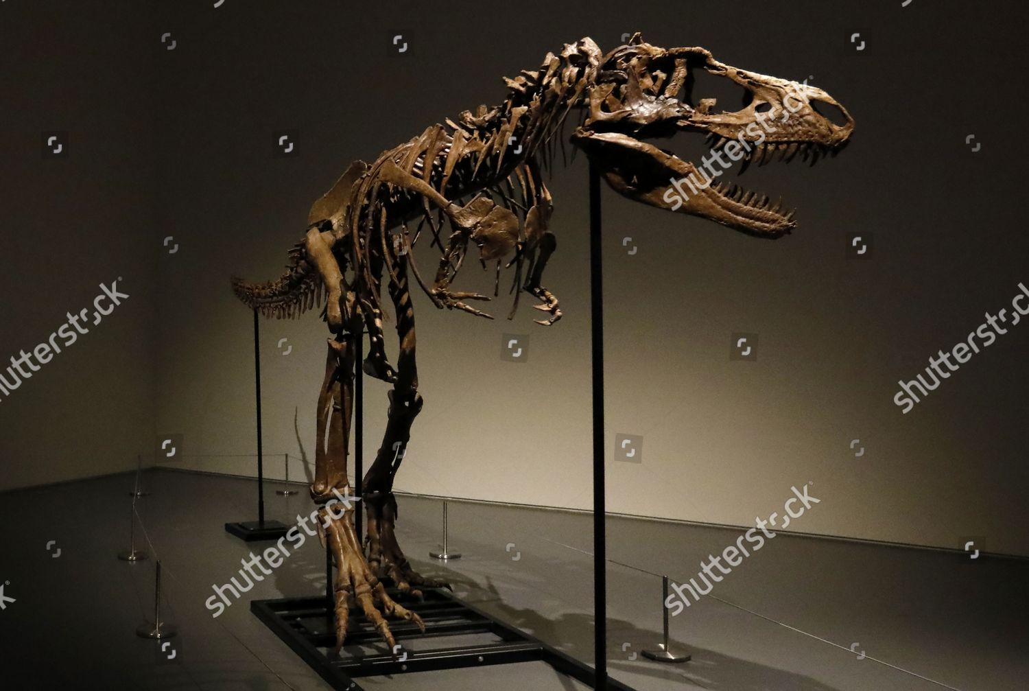 Dinosaur Fossil Gorgosaurus Skeleton That Will Editorial Stock Photo ...