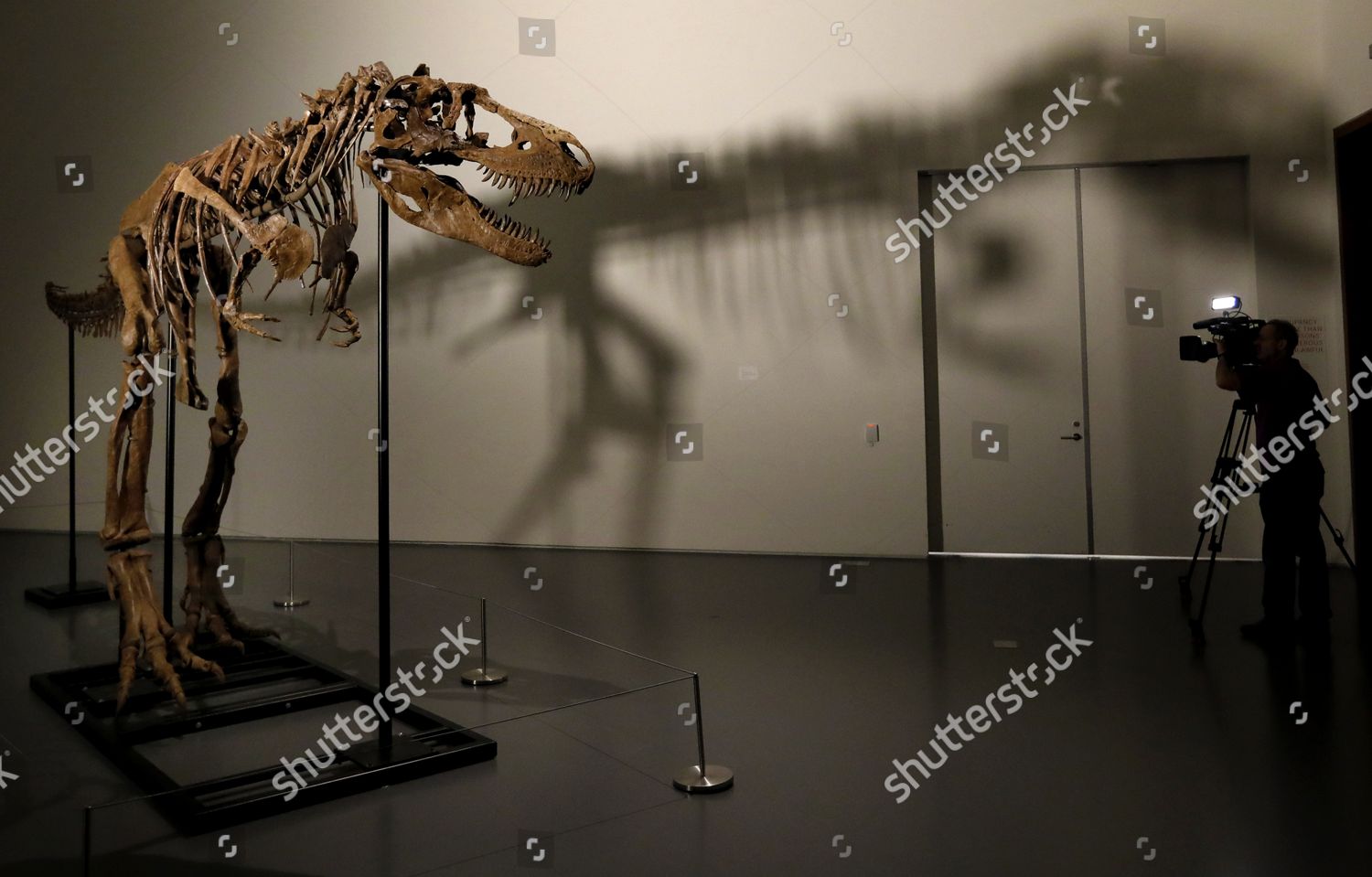Dinosaur Fossil Gorgosaurus Skeleton That Will Editorial Stock Photo ...