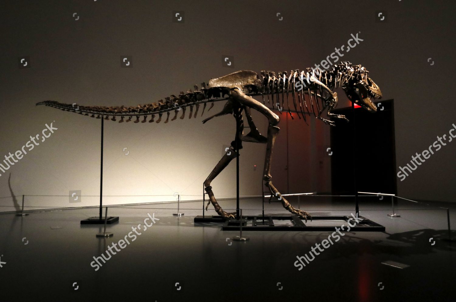 Dinosaur Fossil Gorgosaurus Skeleton That Will Editorial Stock Photo ...