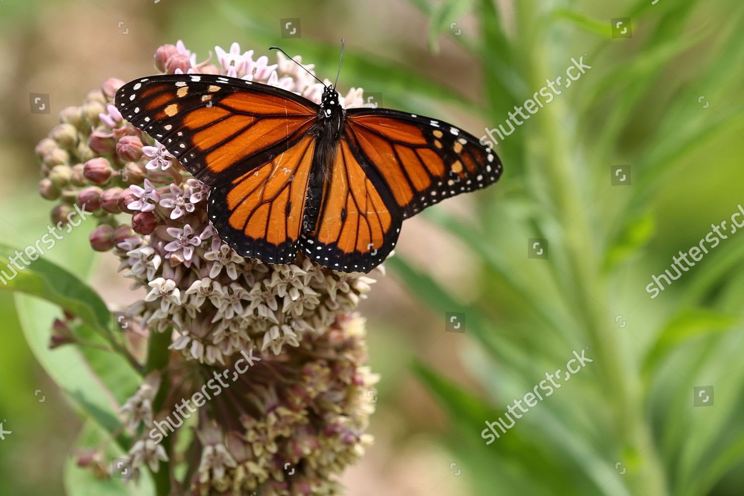 Monarch Butterfly Danaus Plexippus On Milkweed Editorial Stock Photo ...