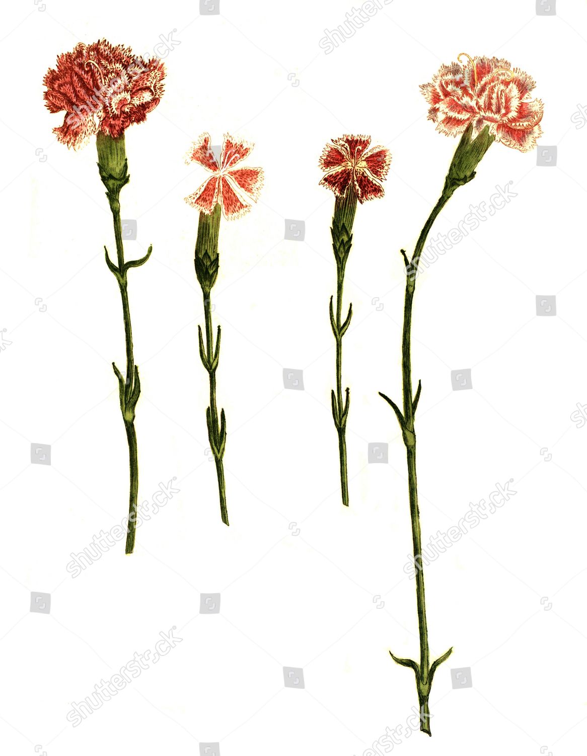 Caryophyllus Anglicus English Carnation Historic Digitally Editorial ...