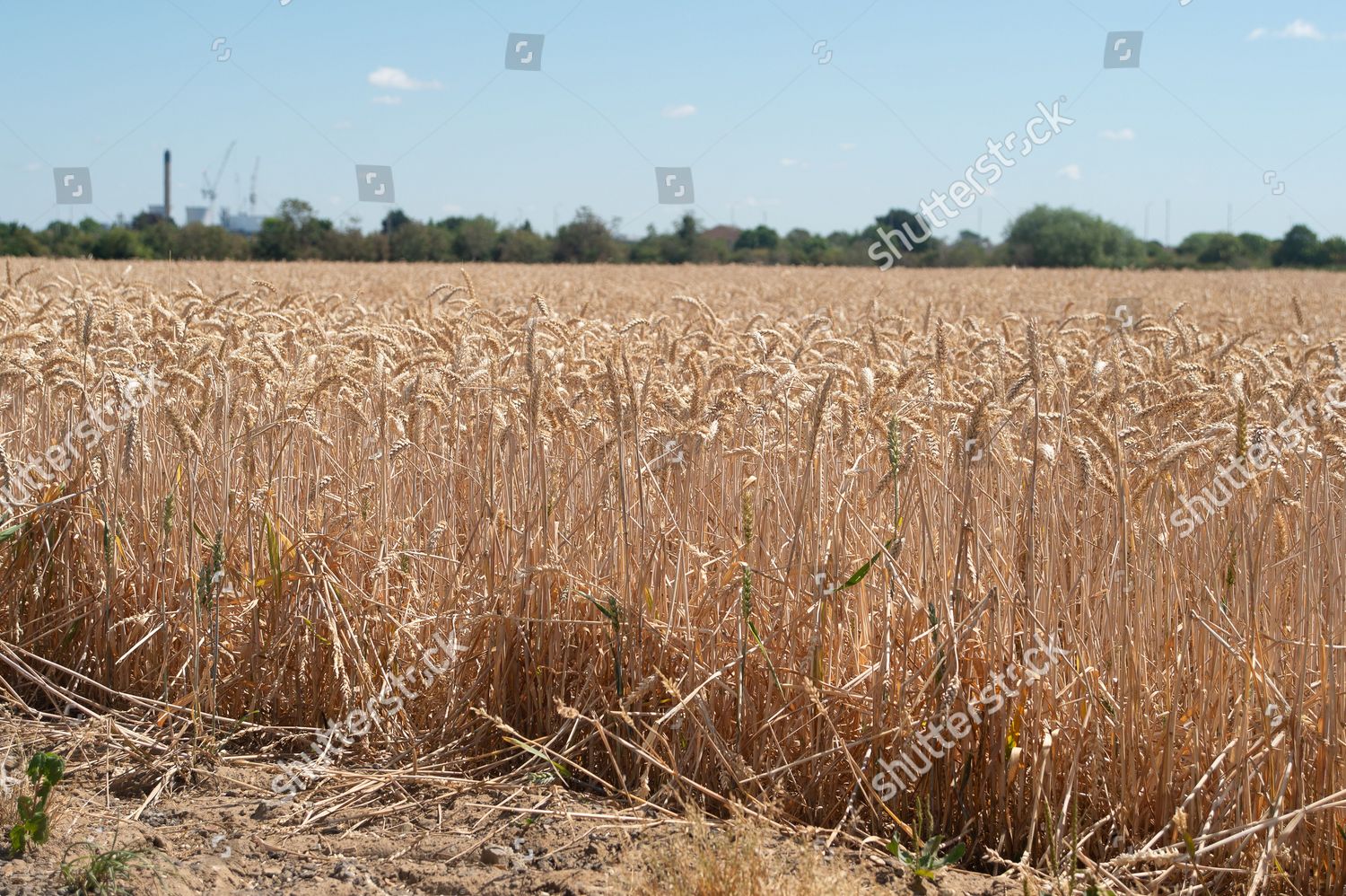 Wheat Rippens Field On Another Very Editorial Stock Photo - Stock Image ...