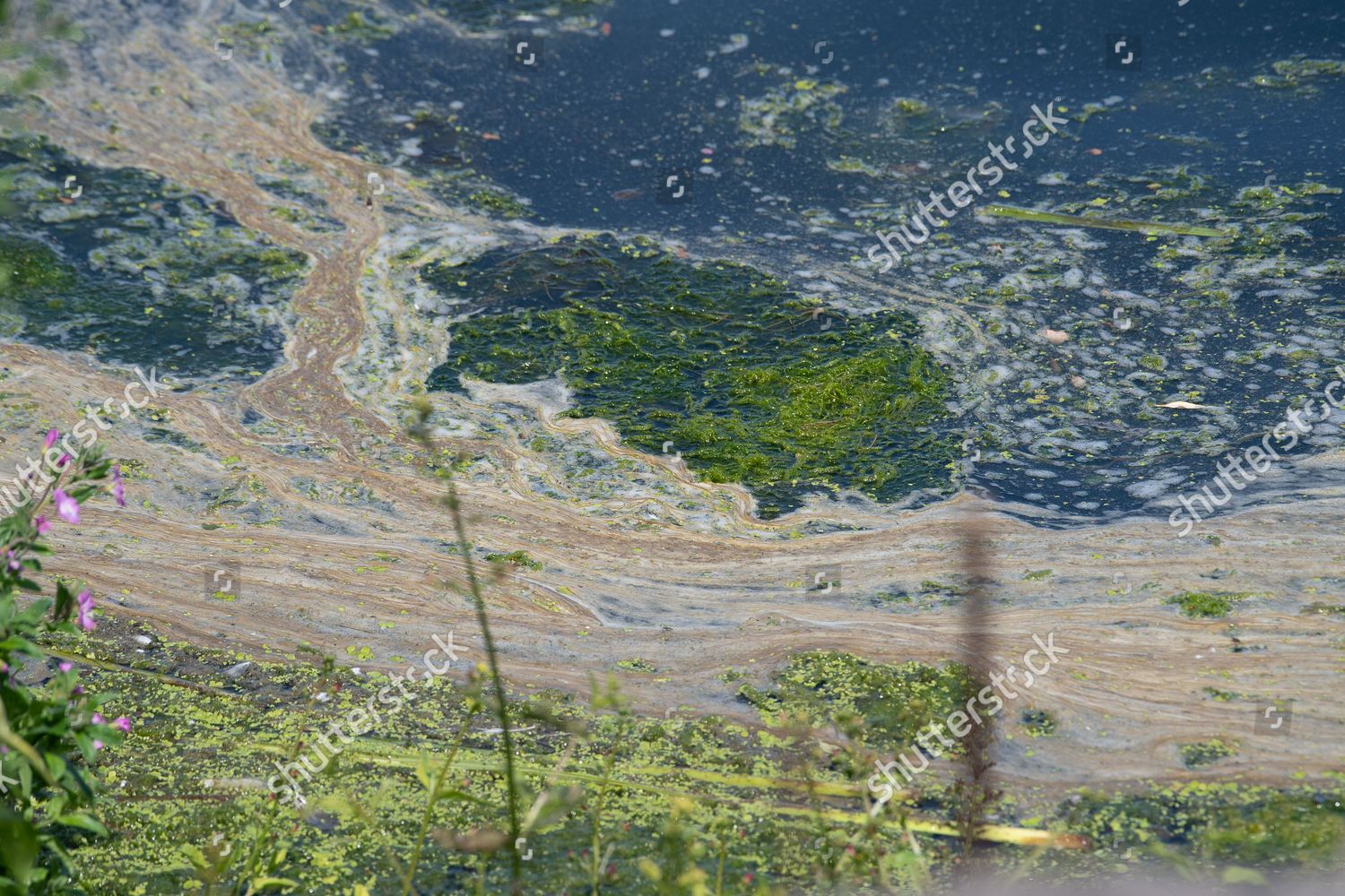 Pollution On Jubilee River Adjacent Slough Editorial Stock Photo ...