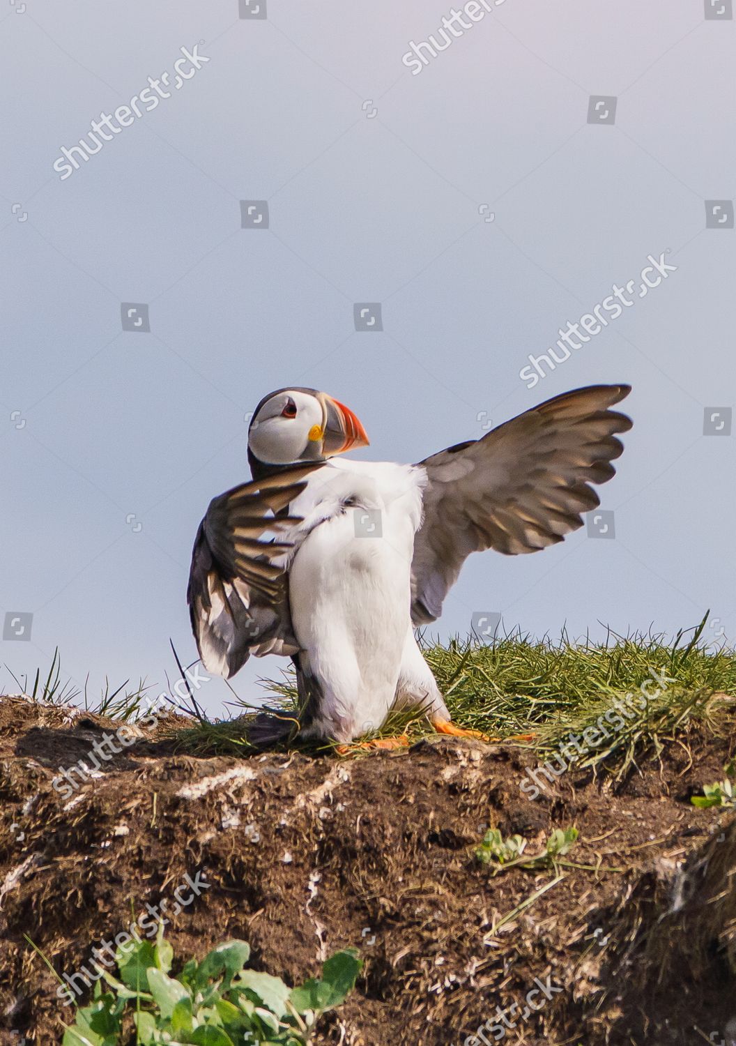 Puffin Pulling Usain Bolt Pose a Editorial Stock Photo - Stock Image ...