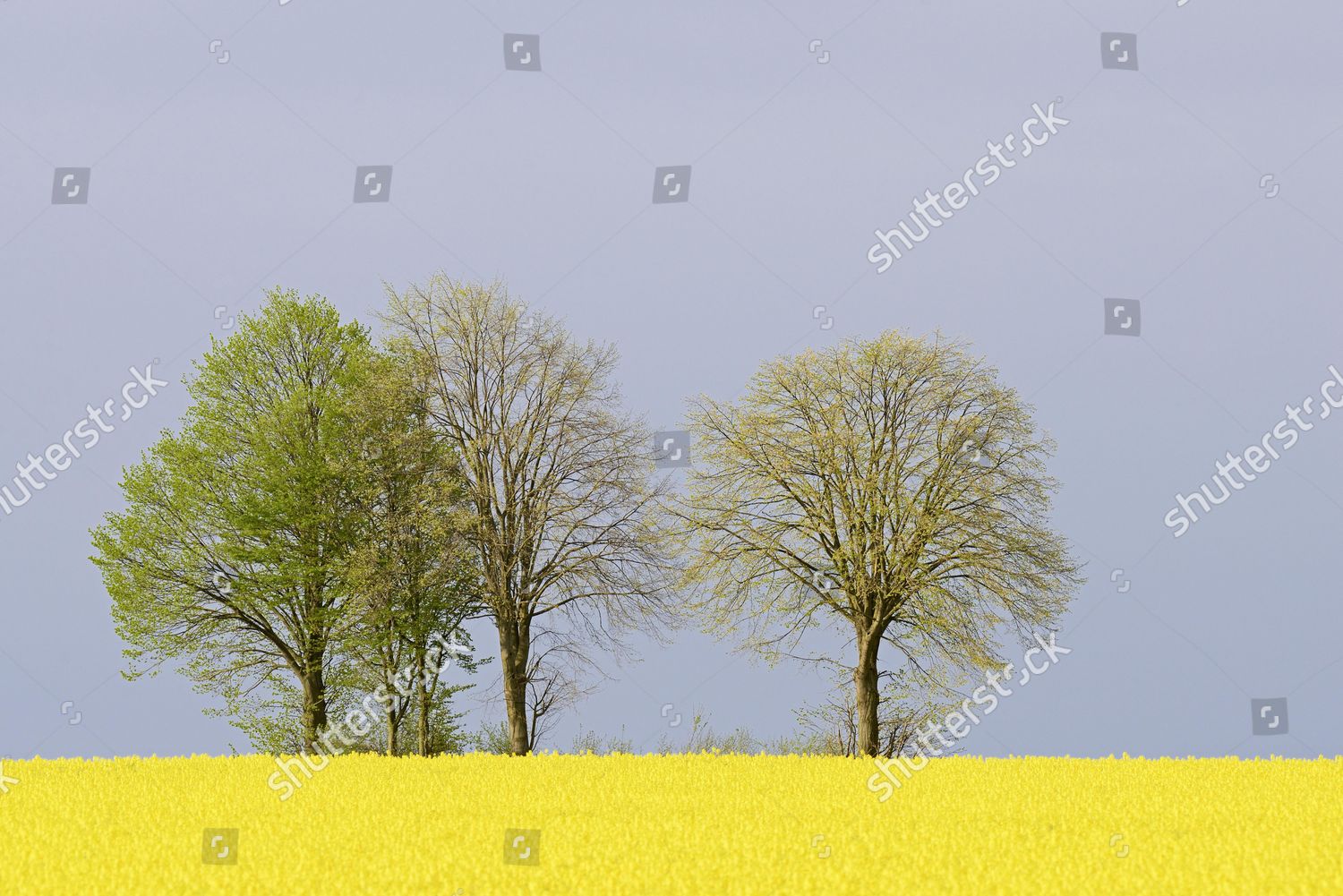 Deciduous Trees Leaf Shoots On Flowering Editorial Stock Photo - Stock ...