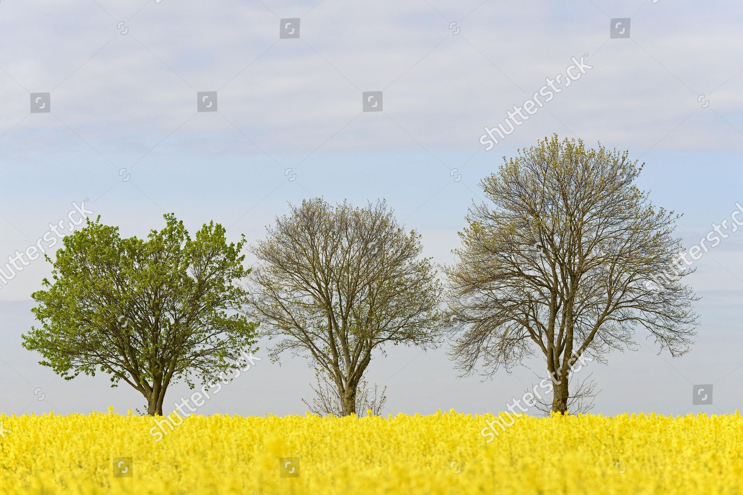 Deciduous Trees Leaf Shoots On Flowering Editorial Stock Photo - Stock ...