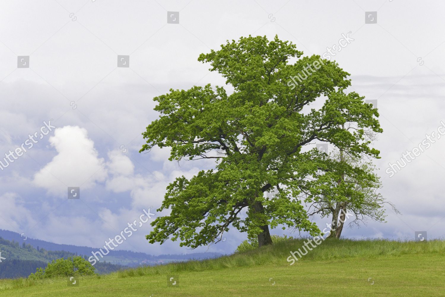 Old Deciduous Trees On Mountain Meadow Editorial Stock Photo - Stock ...