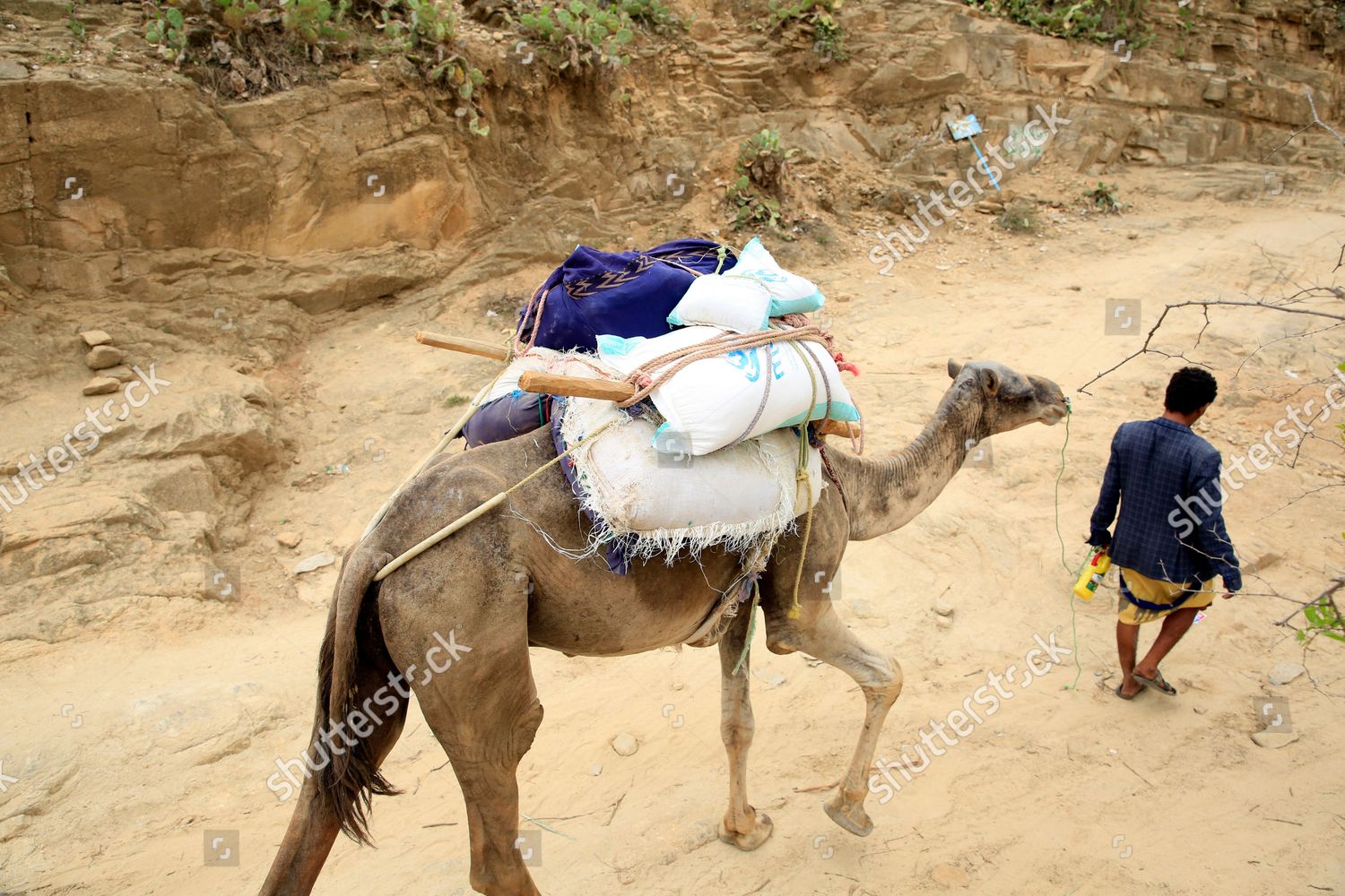 Yemeni Leads Camel Transporting Emergency Food Editorial Stock Photo ...