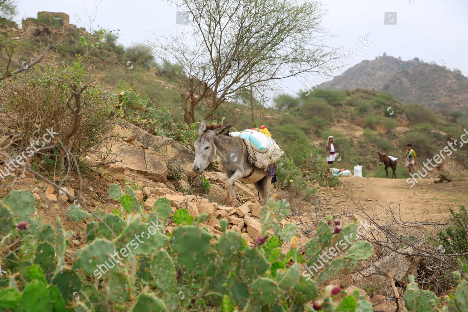 Donkeys Transport Emergency Food Aid Remote Editorial Stock Photo ...