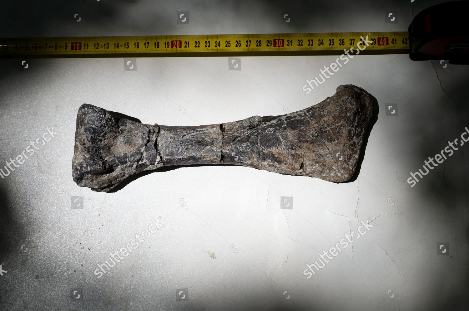 85millionyearold Fossilized Femur Dinosaur Discovered 2019 Editorial ...