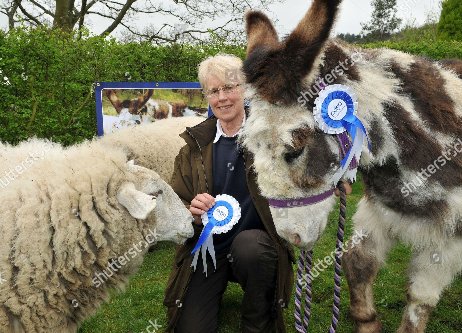 Dotty Donkey Stanley Sheep Who She Editorial Stock Photo - Stock Image ...