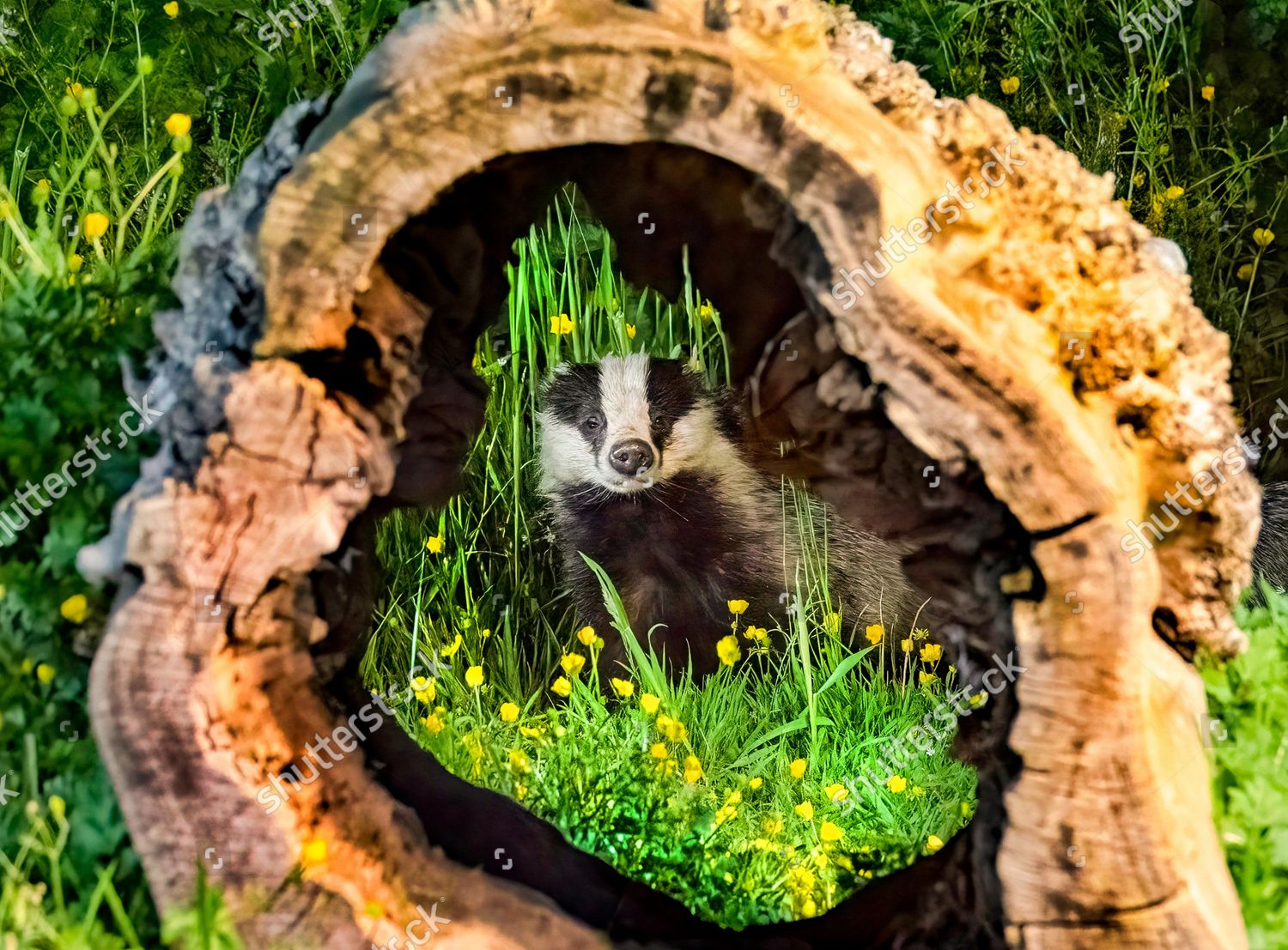 Cant See Wood Trees Badger Framed Editorial Stock Photo - Stock Image ...