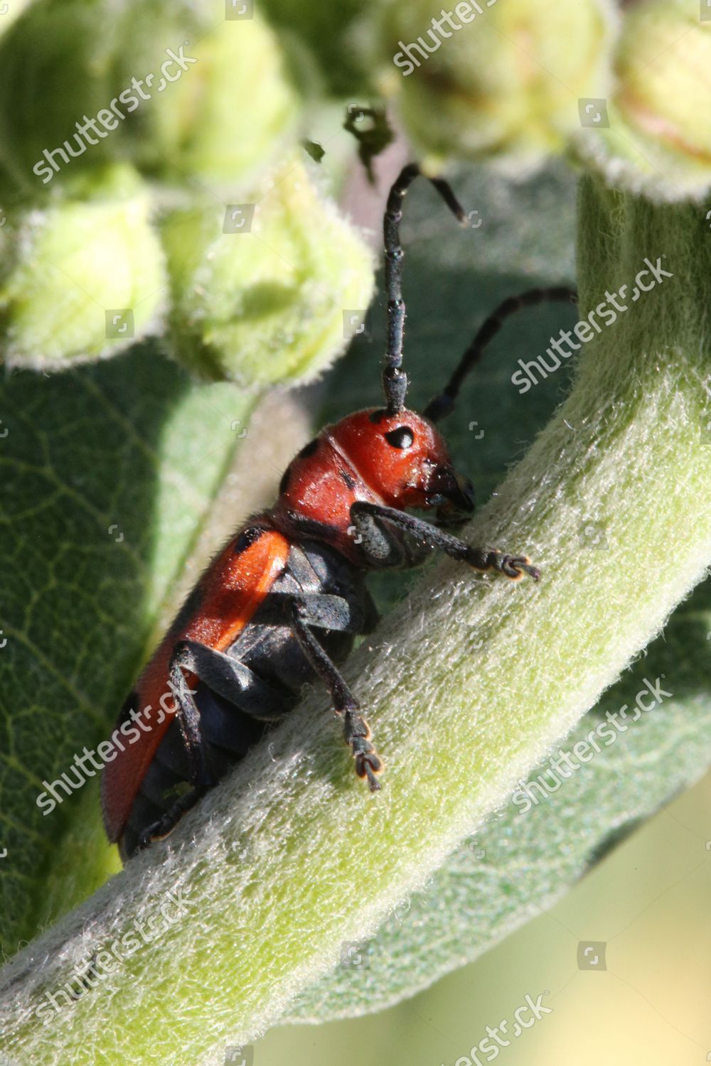 Red Milkweed Beetle Tetraopes Tetrophthalmus On Editorial Stock Photo ...