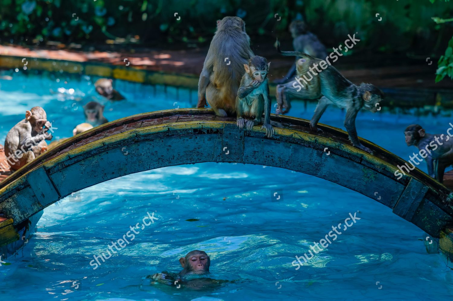 Macaque Monkeys Cool Off Public Swimming Editorial Stock Photo - Stock ...
