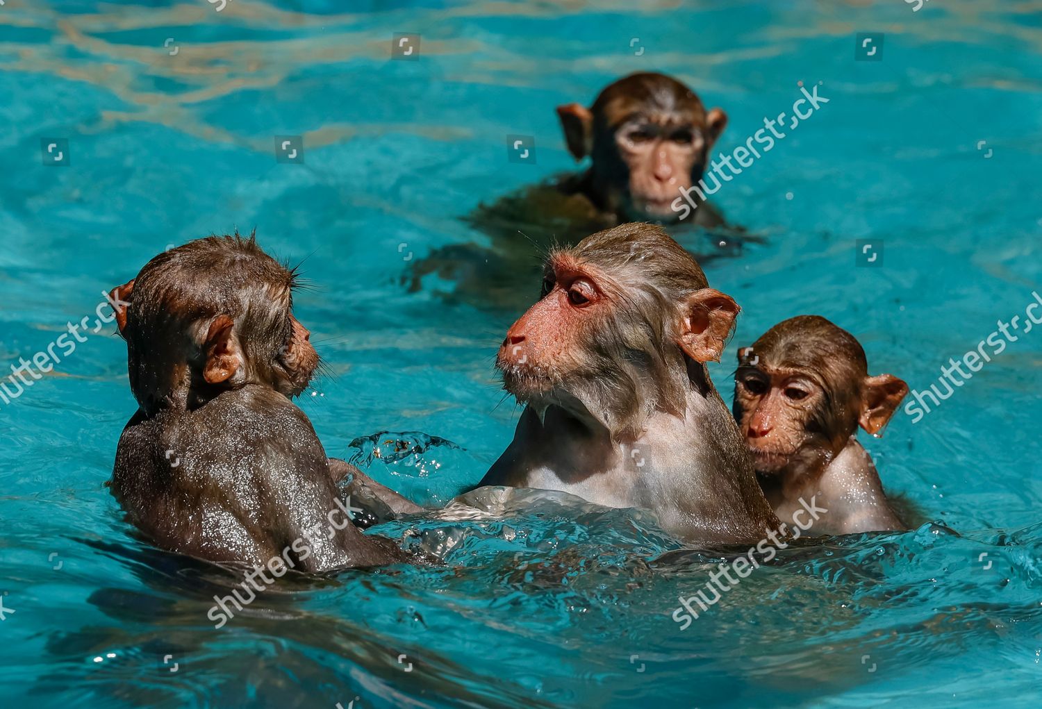 Macaque Monkeys Cool Off Public Swimming Editorial Stock Photo - Stock Image | Shutterstock
