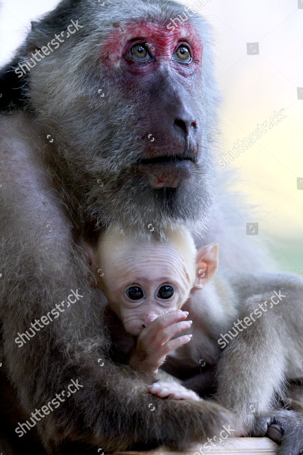 Tibetan Macaques Pictured Wuyishan National Park Editorial Stock Photo ...
