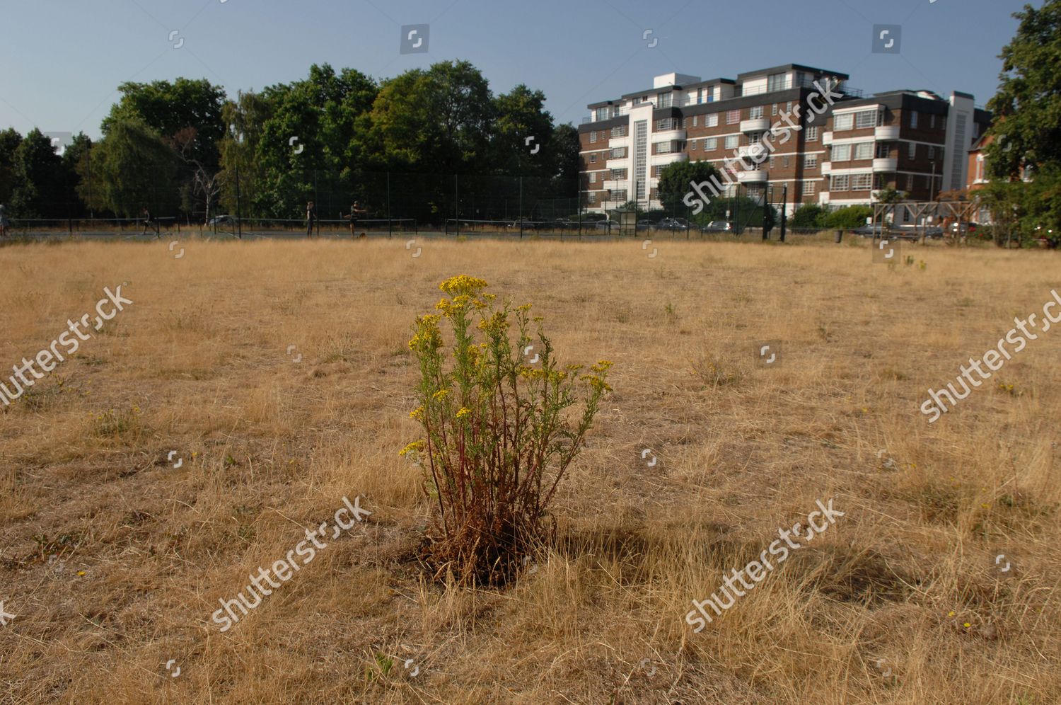 Parched Dry Grass On Clapham Common Editorial Stock Photo - Stock Image ...