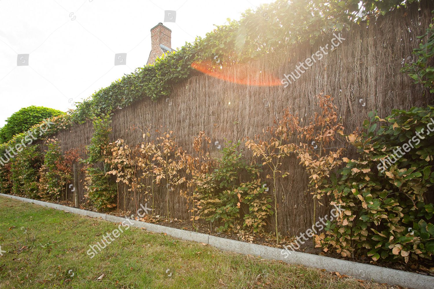 Illustration Picture Shows Dry Hedge Pictured Editorial Stock Photo ...