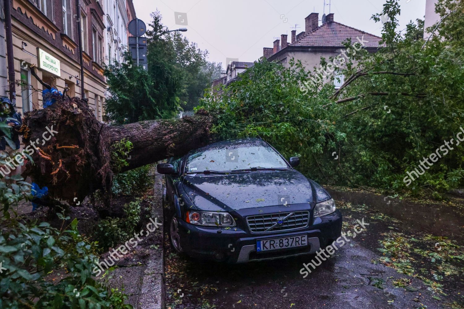 Huge Tree Knocked Down By Strong Editorial Stock Photo - Stock Image ...