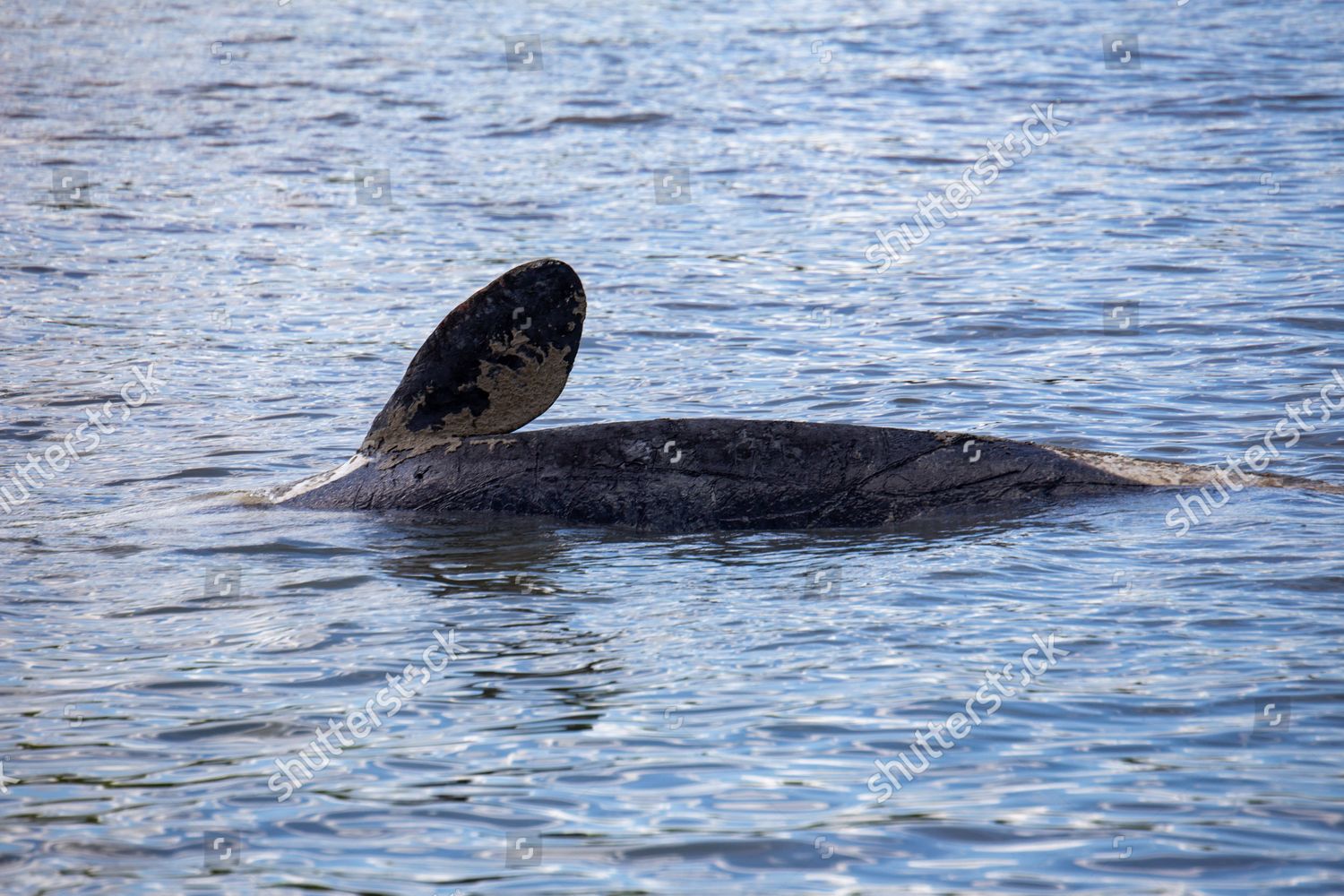 Gravely Sick Orca Whale Which Became Editorial Stock Photo - Stock ...
