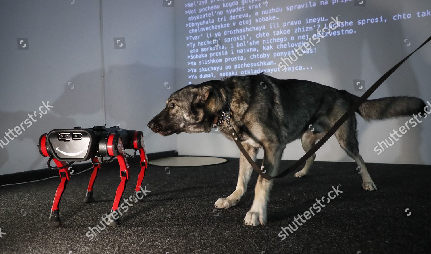 German Shepherd Dog Marble Contacts Bionic Editorial Stock Photo ...