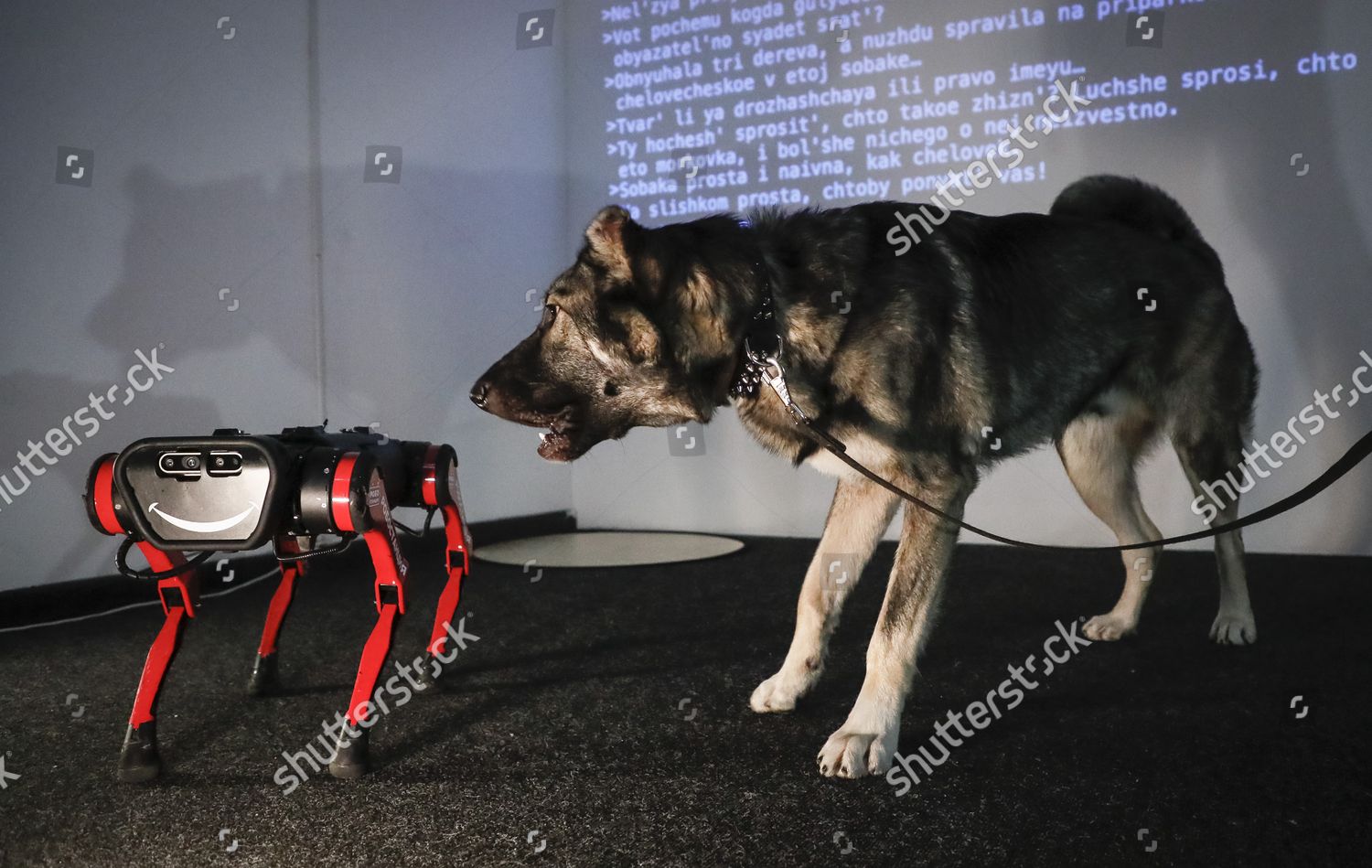 German Shepherd Dog Marble Contacts Bionic Editorial Stock Photo ...