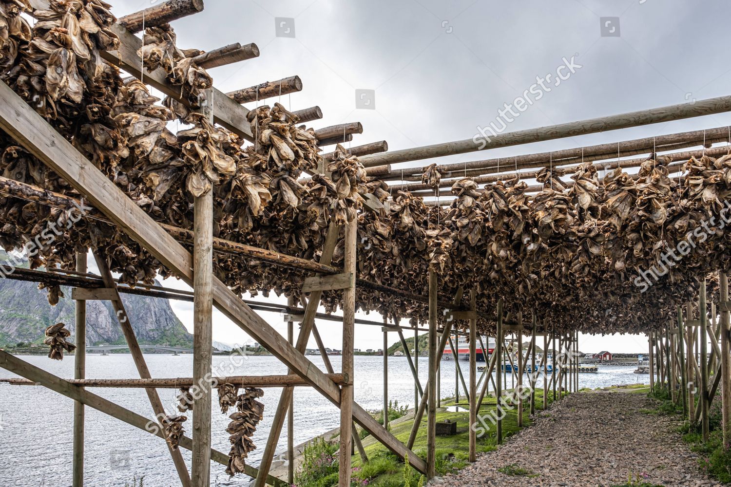 Split Cod Fish Drying Sun On Editorial Stock Photo - Stock Image ...