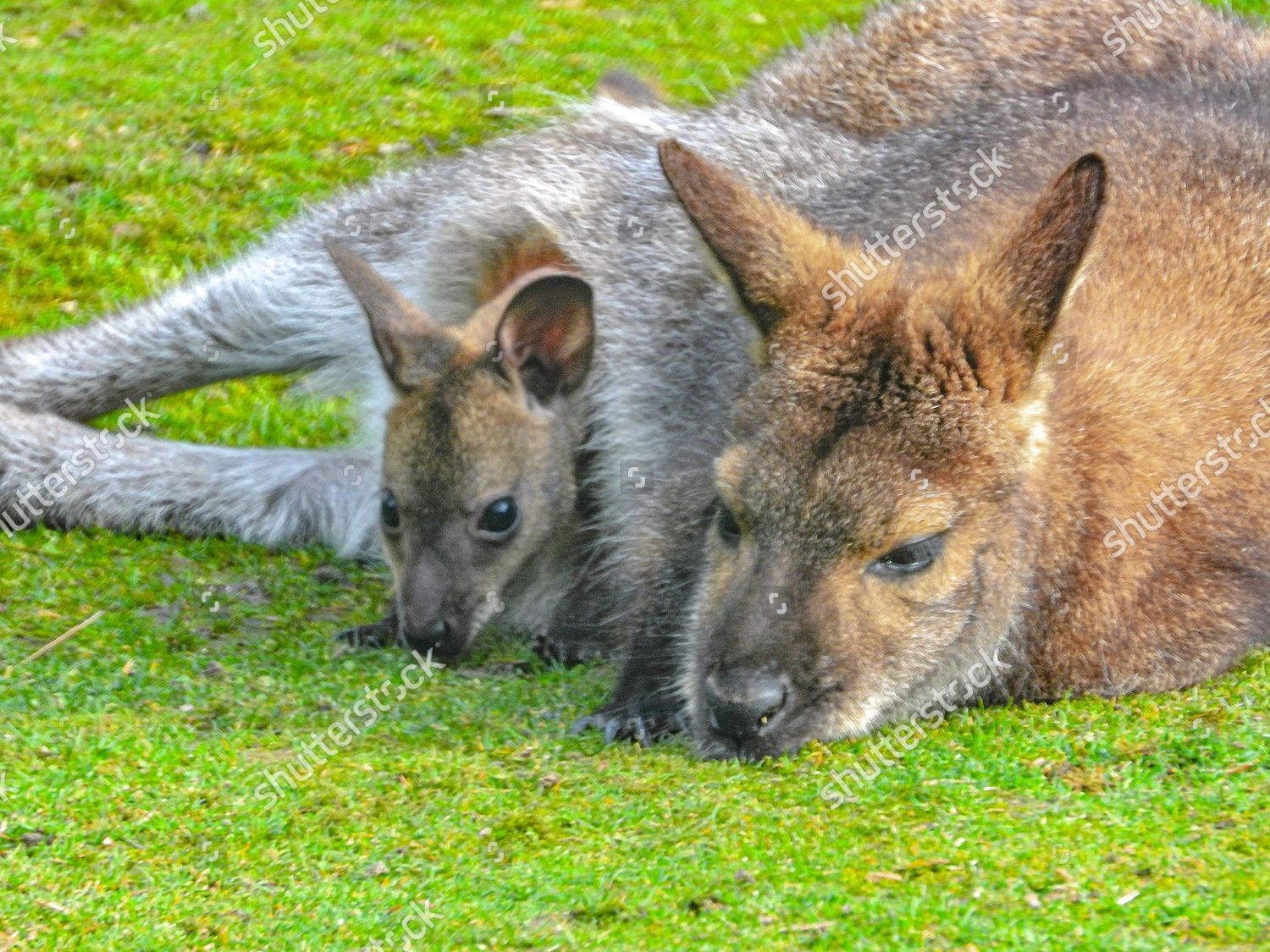 Herbivorous Mammals Native Australia Young Wallabies Editorial Stock ...