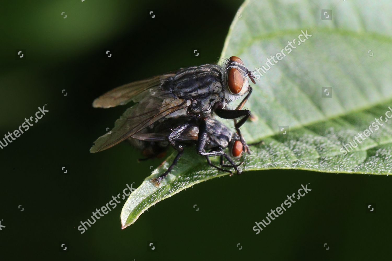 House Flies Musca Domestica Mating On Editorial Stock Photo - Stock ...