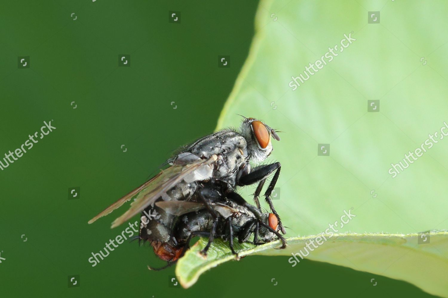 House Flies Musca Domestica Mating On Editorial Stock Photo - Stock ...