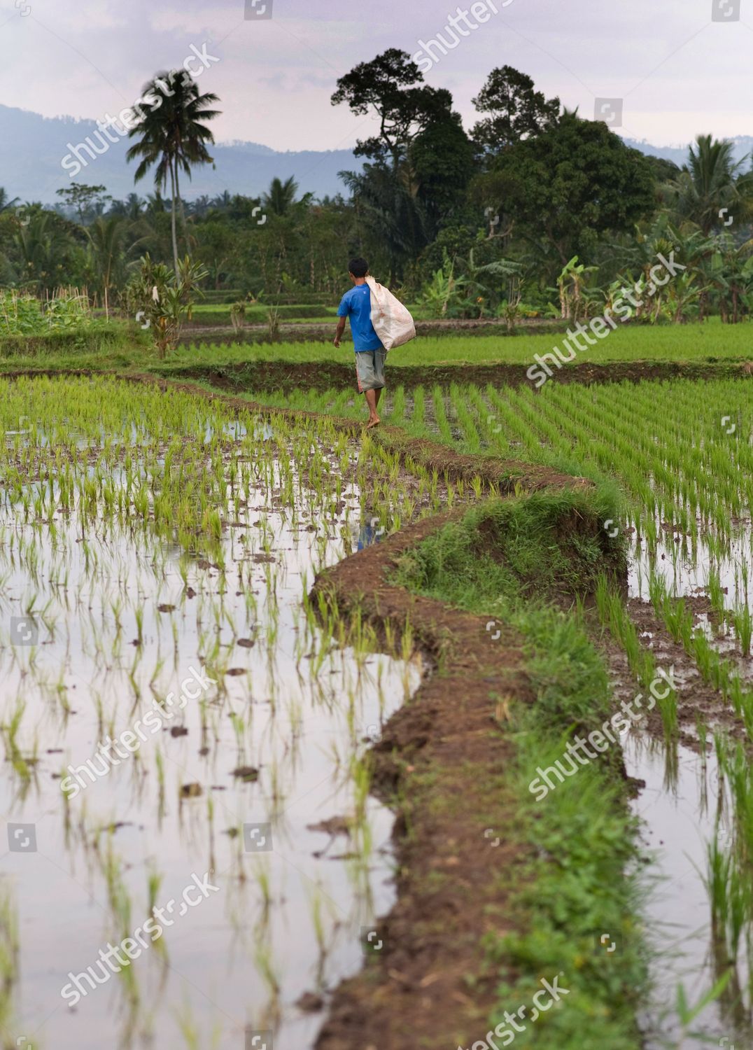 Rice Fields Famous Rice Growing Region Editorial Stock Photo - Stock ...