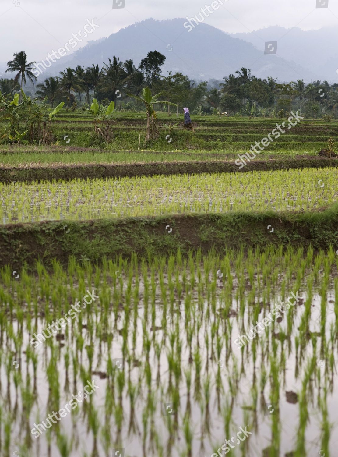 Rice Fields Famous Rice Growing Region Editorial Stock Photo - Stock ...